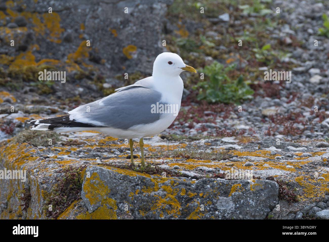 Le goeland cendre hi-res stock photography and images - Alamy