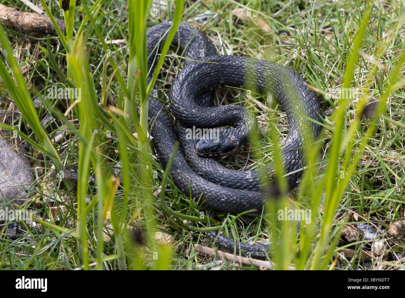 Ringelnatter auf Gotland, Gotland-Ringelnatter, Gotlandringelnatter ...