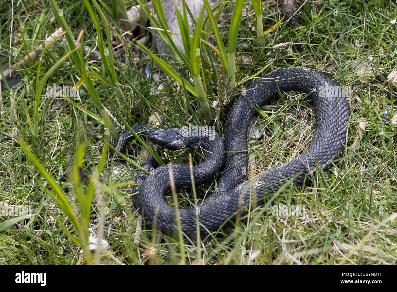 Ringelnatter auf Gotland, Gotland-Ringelnatter, Gotlandringelnatter, Melanismus, Natrix natrix ...