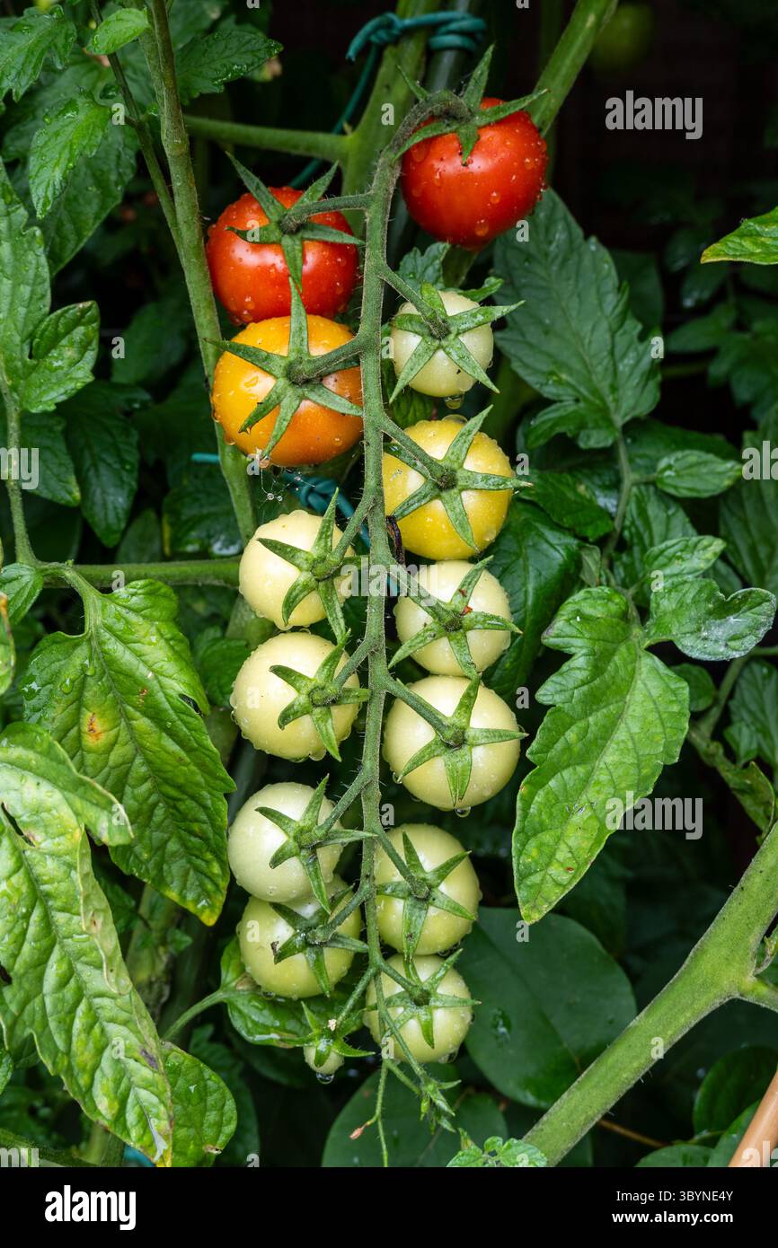 Frond of Tomatoes at various stages of ripeness soaked in rain water ...