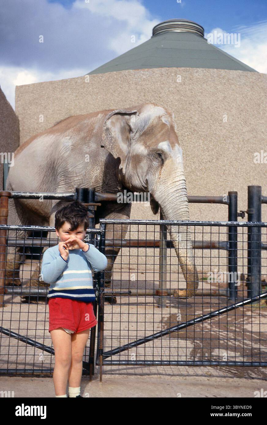 1960s England - Toddler boy in front of the elephant enclosure ...