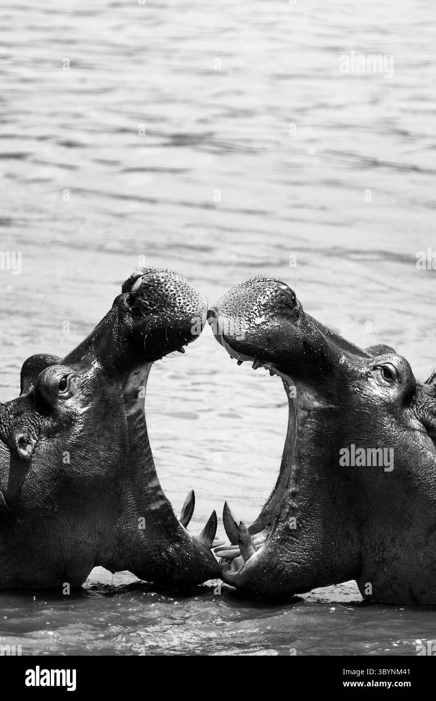 Fighting animals Black and White Stock Photos & Images - Alamy