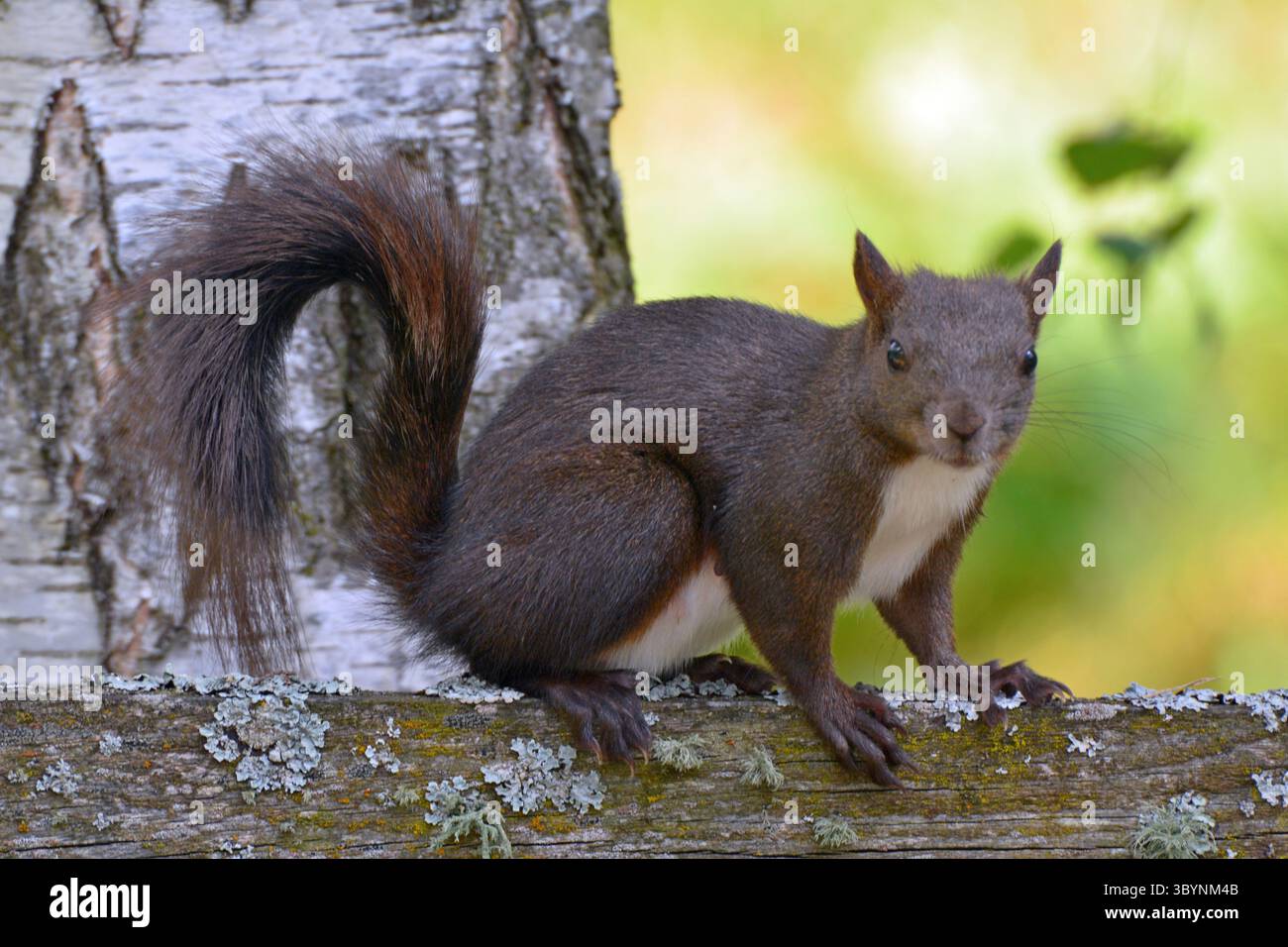 Dark-coated red squirrel (Sciurus vulgaris Stock Photo - Alamy