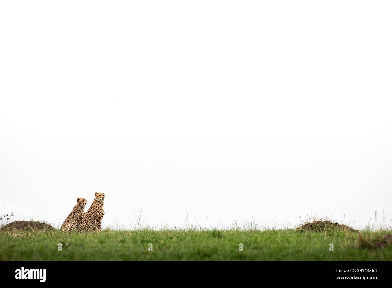 Cheetah wide angle hi-res stock photography and images - Alamy