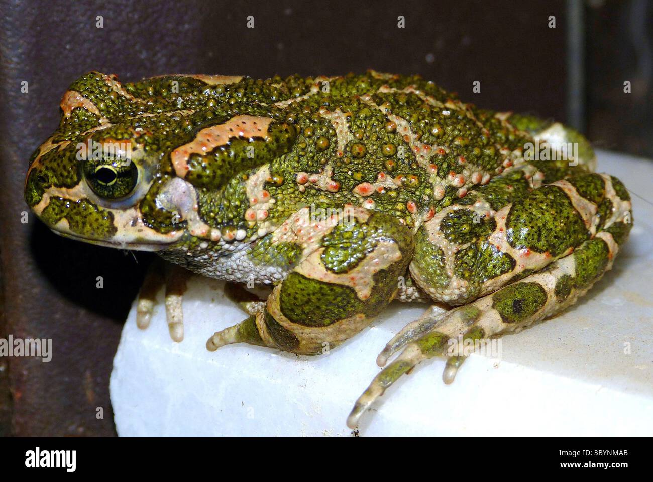 European green toad (Bufo viridis) in Turkey Stock Photo - Alamy
