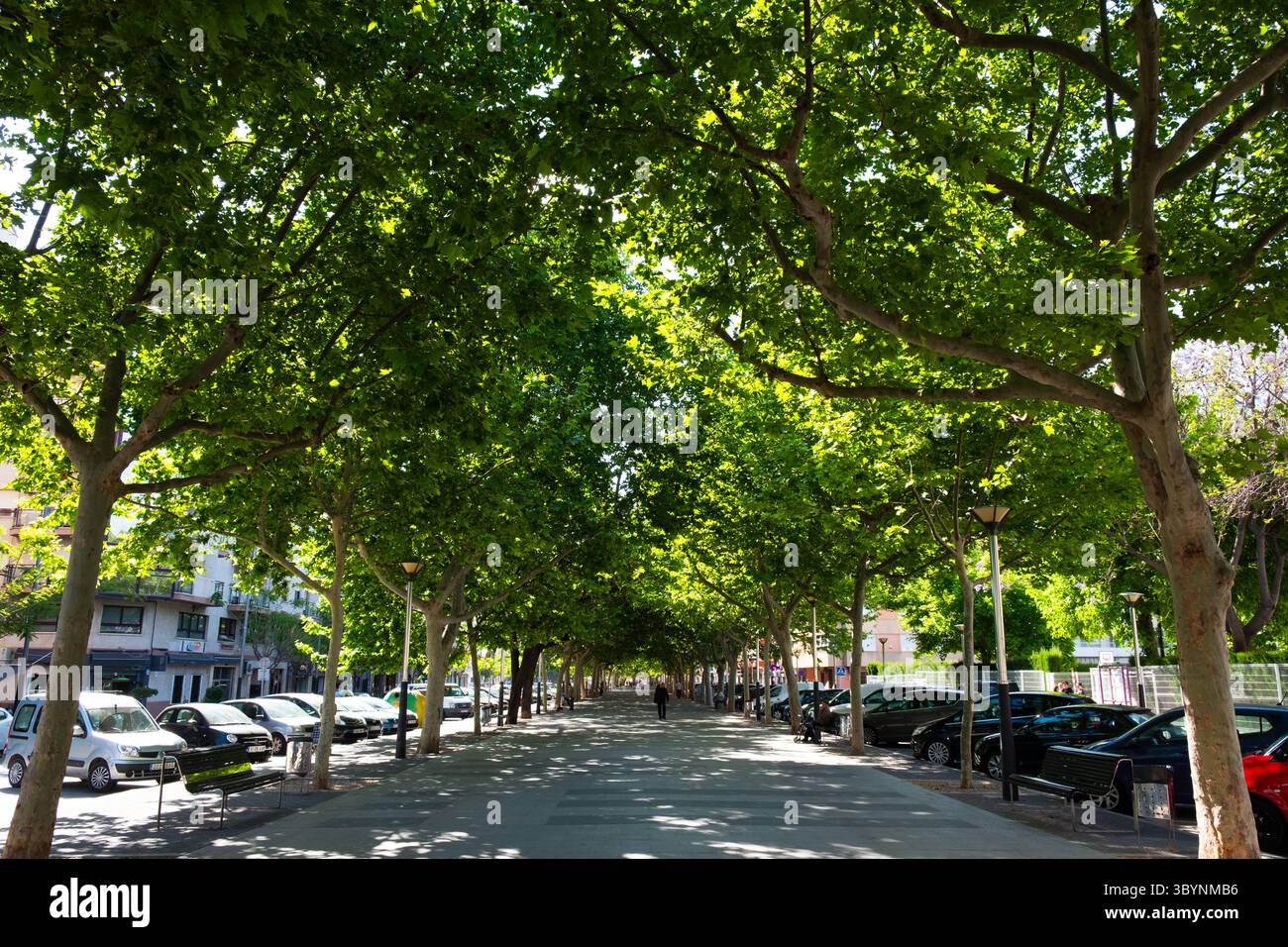 Tree lined main paseo street giving shade hi-res stock photography and ...