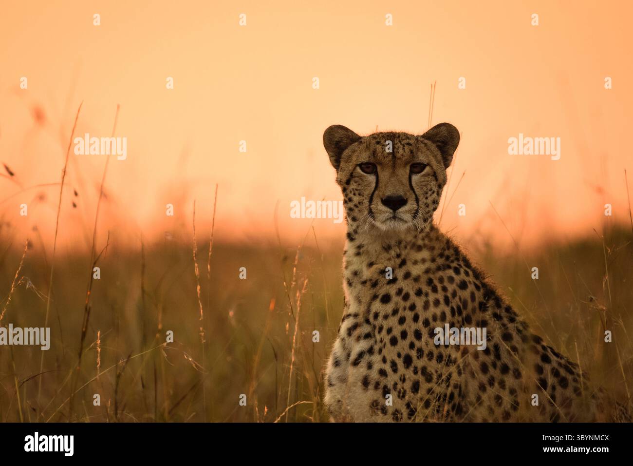 Cheetah at sunrise Stock Photo - Alamy