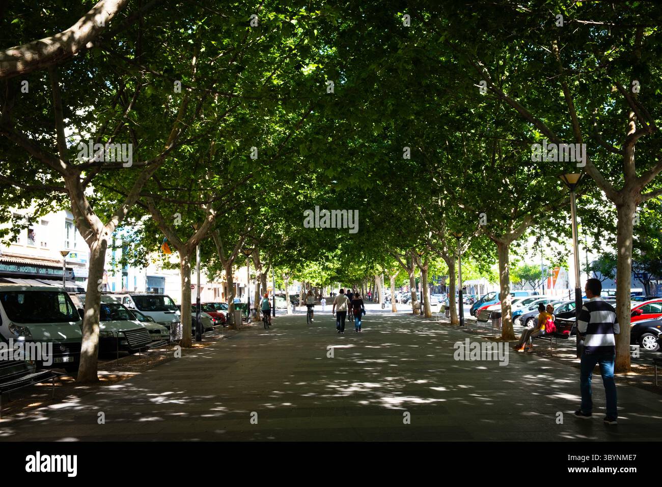 Tree lined main paseo street giving shade hi-res stock photography and ...