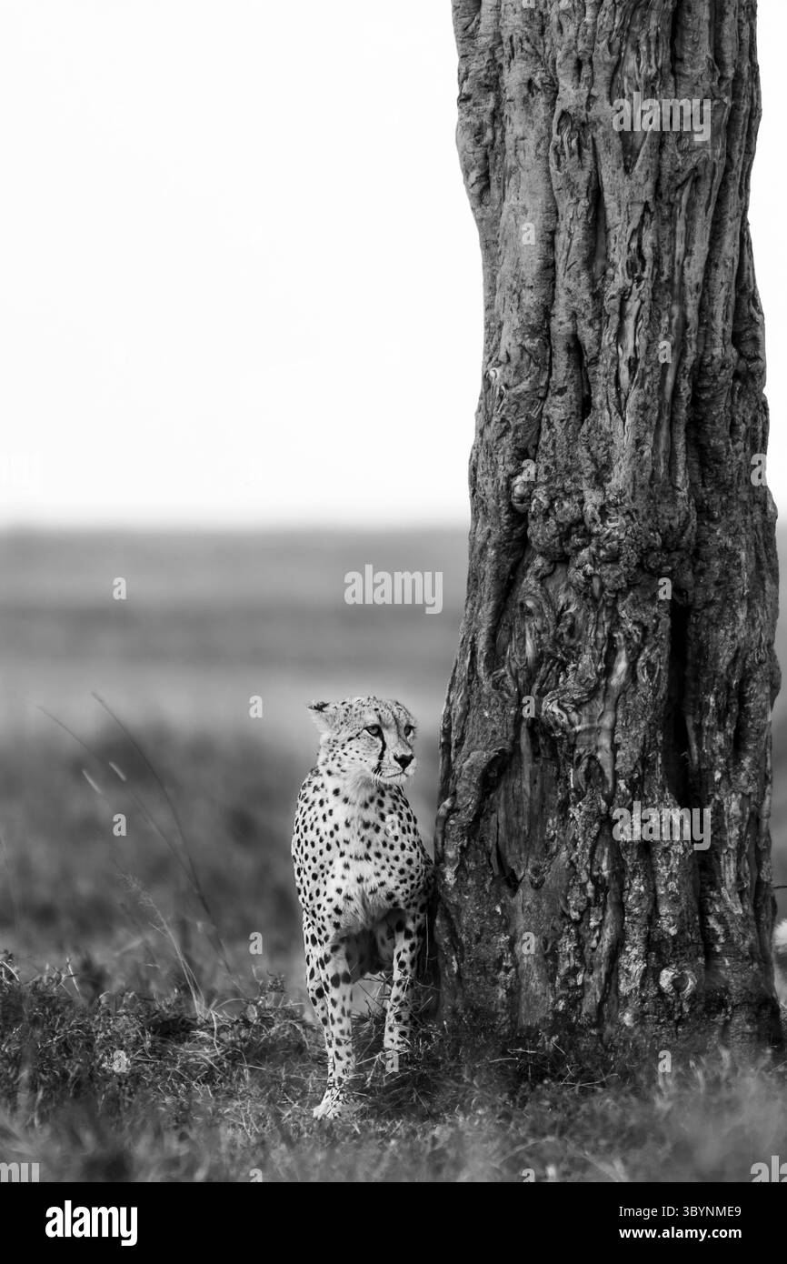 Black white cat beside hi-res stock photography and images - Alamy