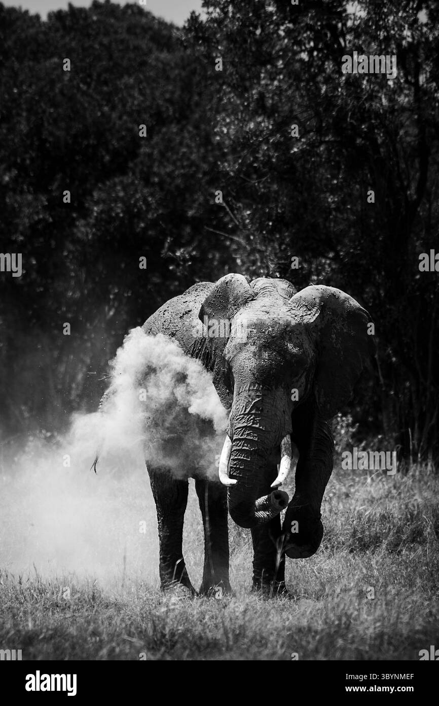 Black white photo giant Black and White Stock Photos & Images - Alamy