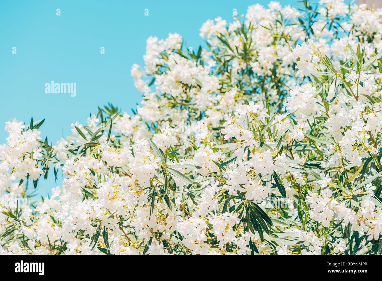 White oleander (Nerium oleander) in Polychrono village at Kassandra ...