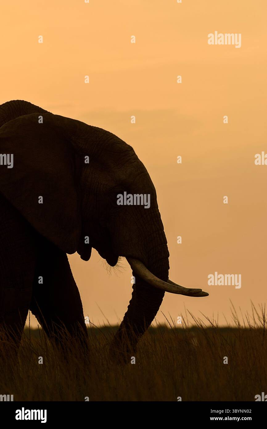 Elephant portrait in golden light Stock Photo - Alamy