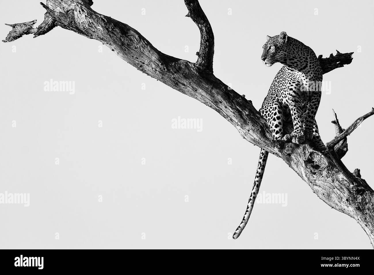 Photo leopard Black and White Stock Photos & Images - Alamy