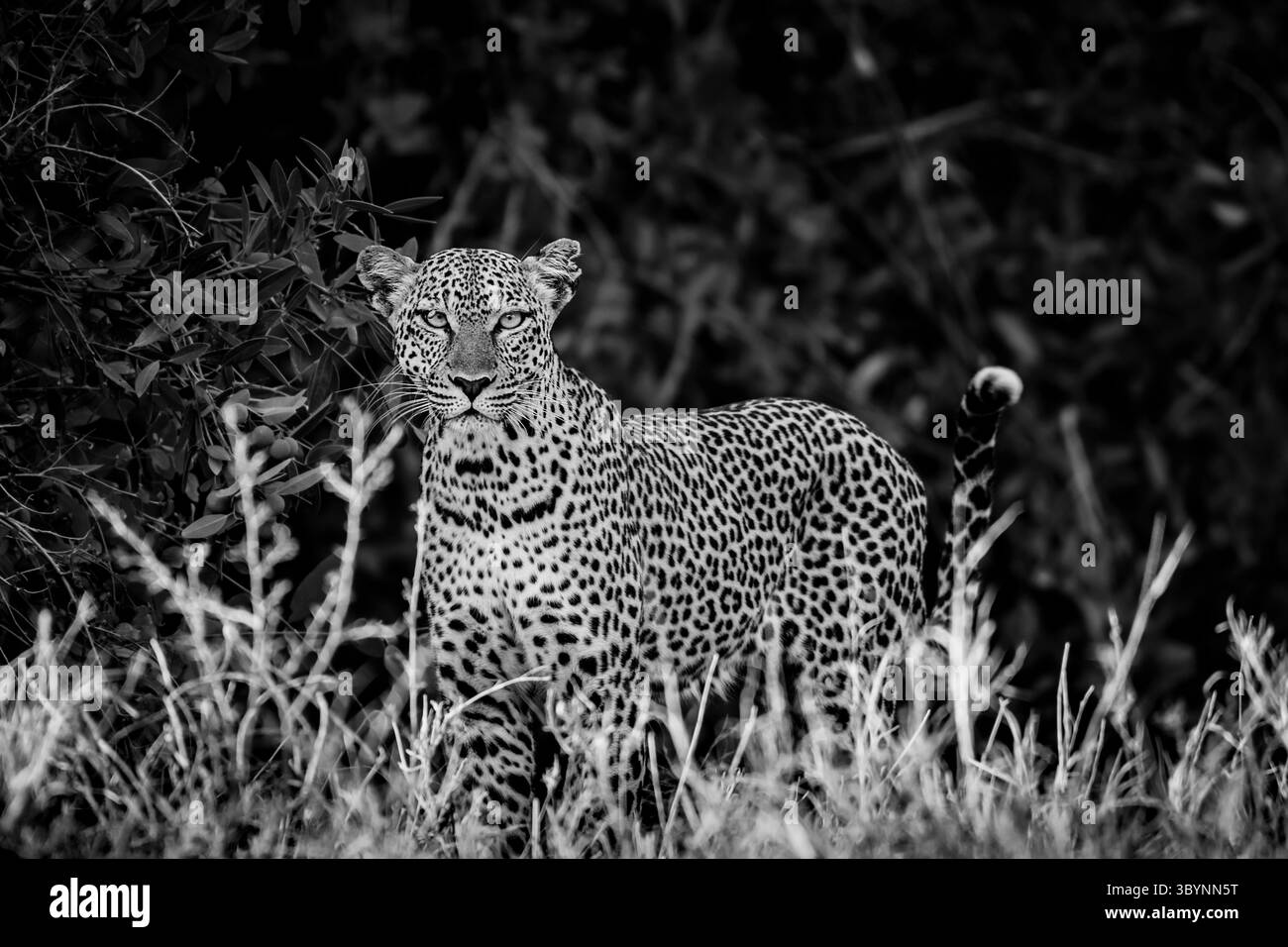 Predator photo Black and White Stock Photos & Images - Alamy