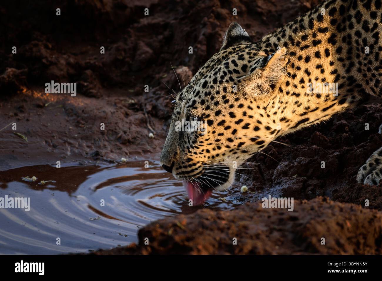 Rosette leopard hi-res stock photography and images - Alamy