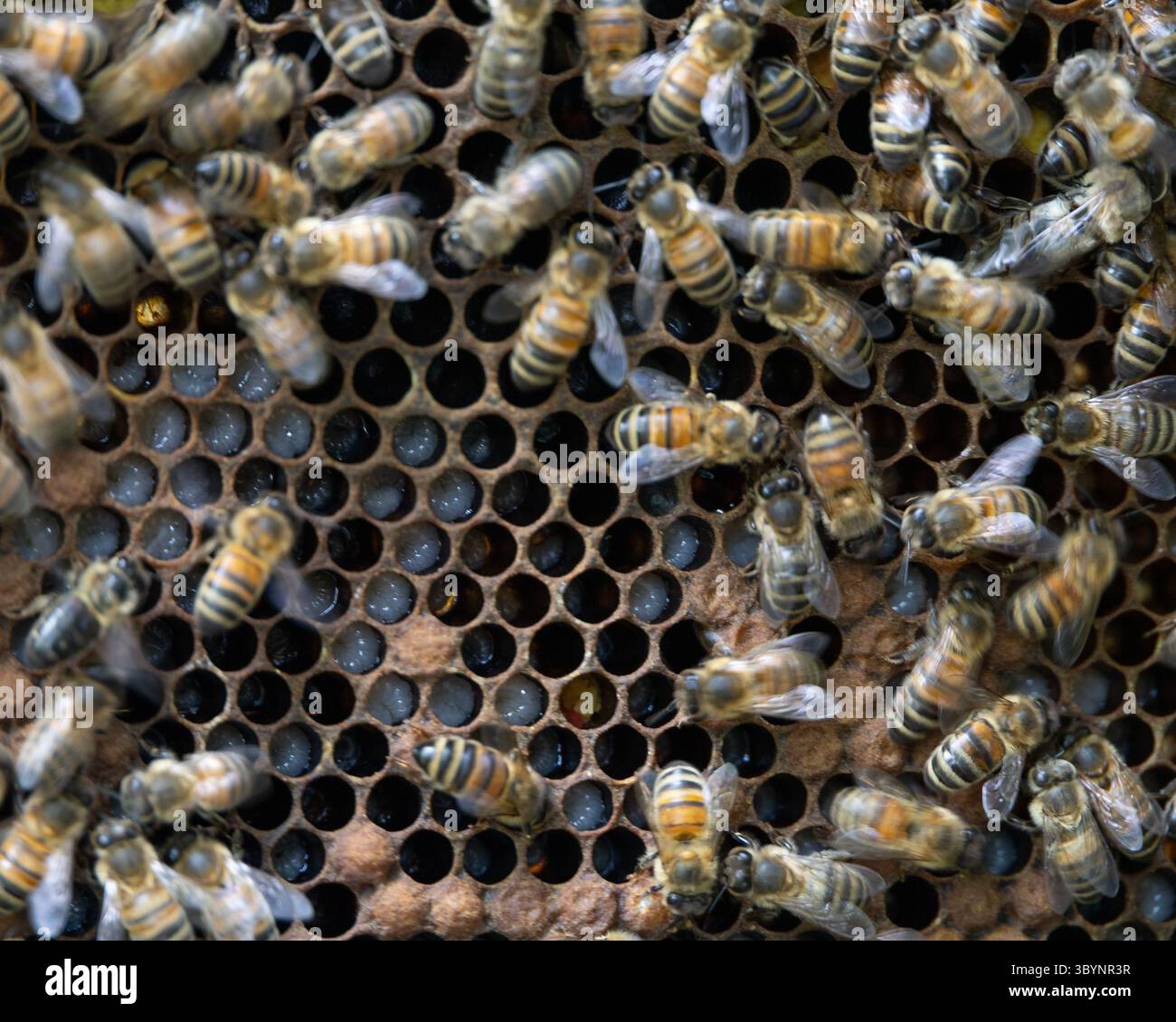 The image shows European honey bees walking over a bee frame. In the ...