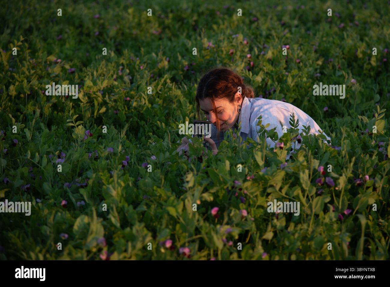 Woman in blooming field hi-res stock photography and images - Alamy