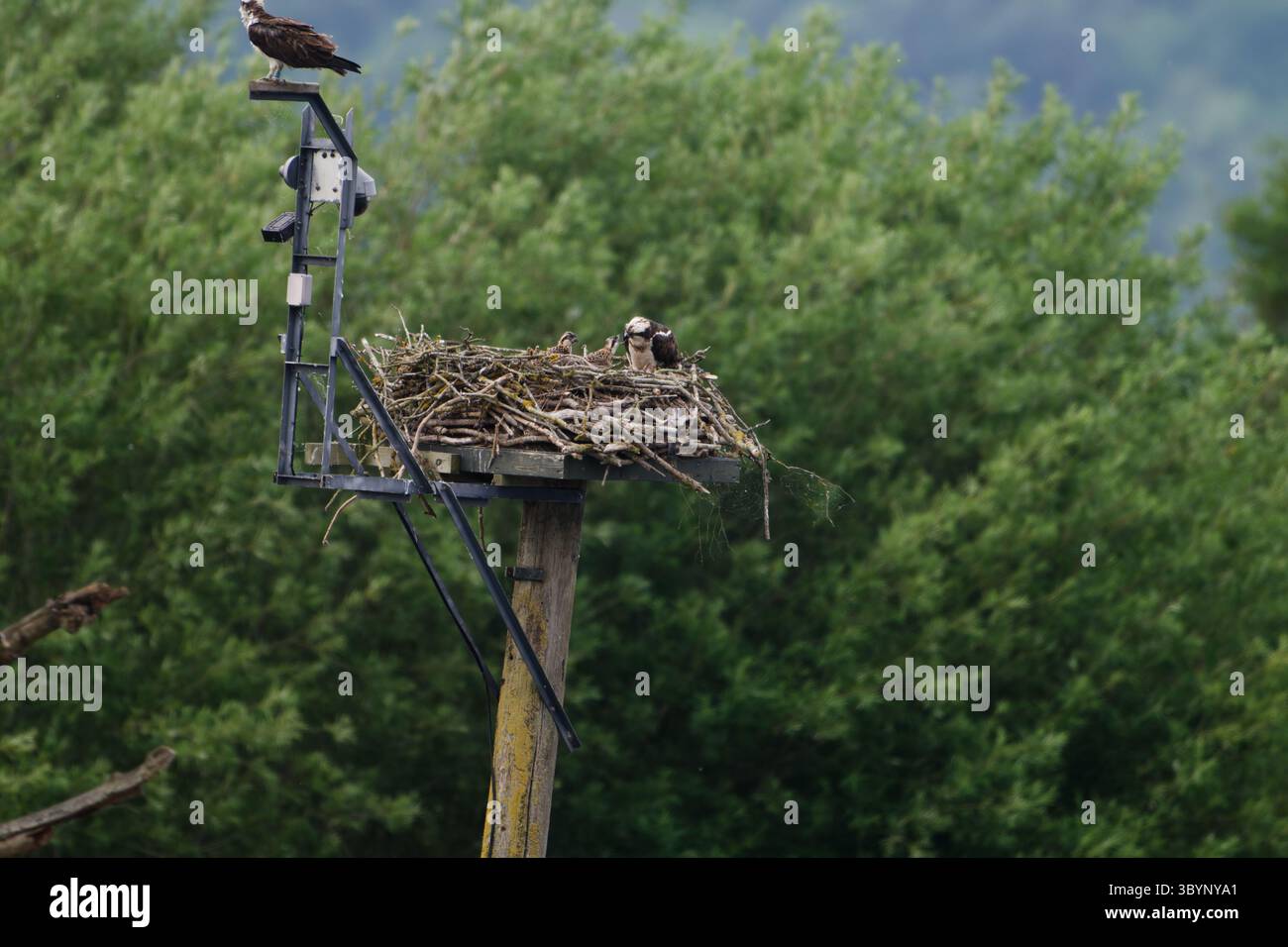 Osprey in Nest First Bite feeding young the Fish catch by Male Dad ...