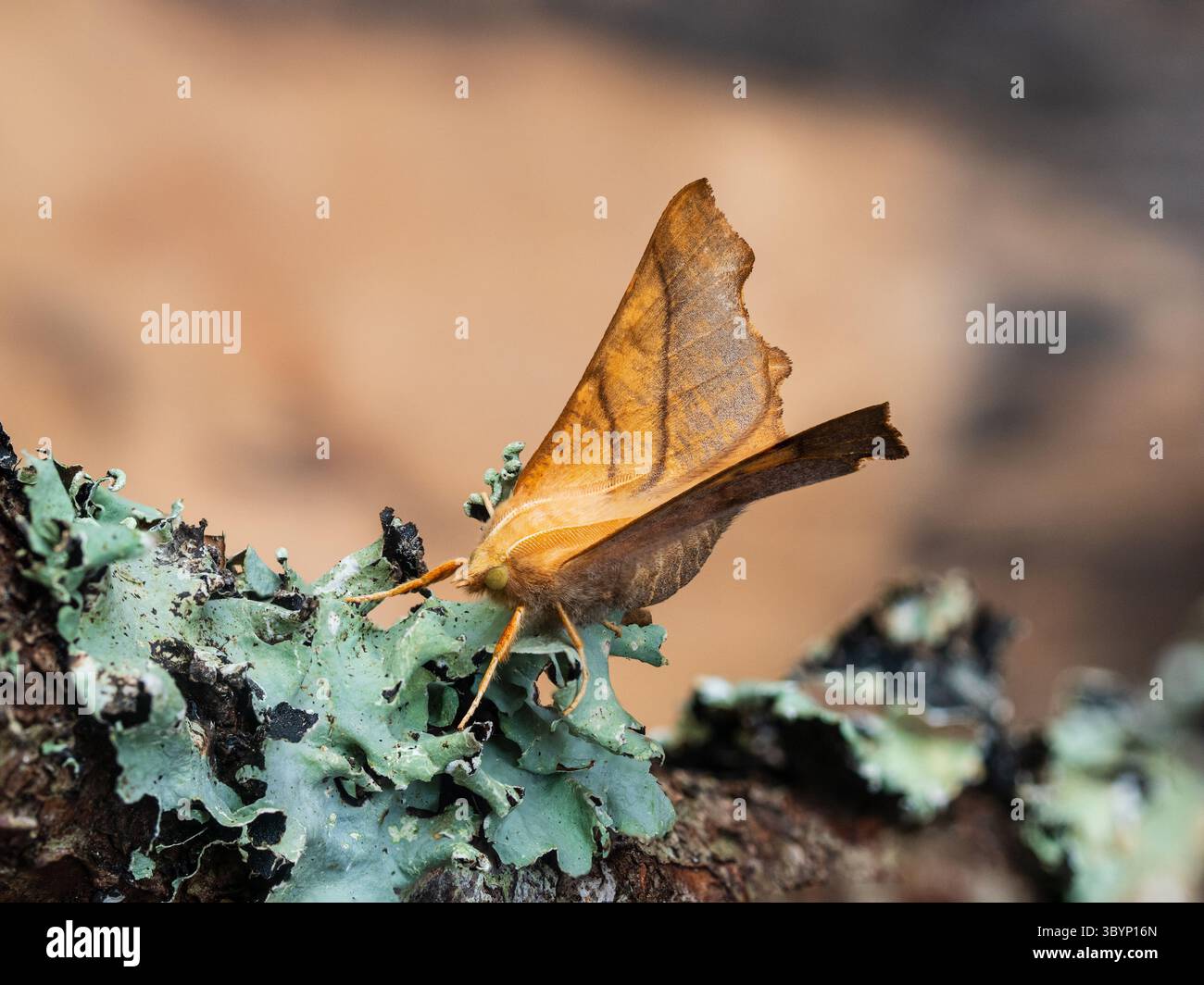 Adult Dusky Thorn moth, Ennomos fuscantaria, a summer flying nocturnal ...