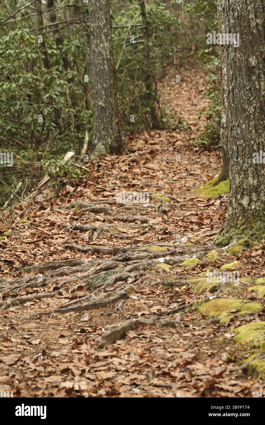 Virginia, USA. Hiking trail with visible tree roots above ground Stock ...