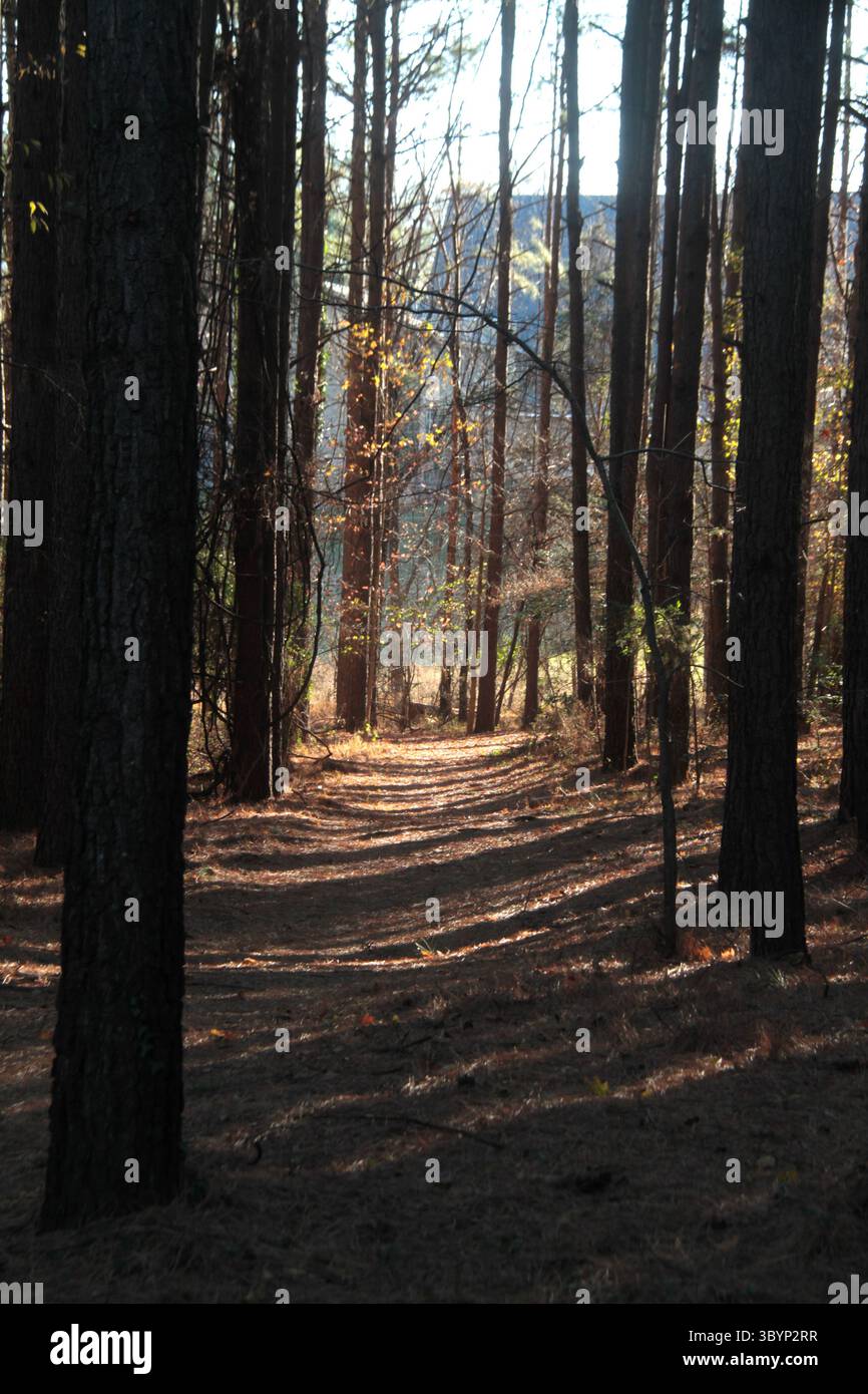 Simple trail path through hi-res stock photography and images - Alamy