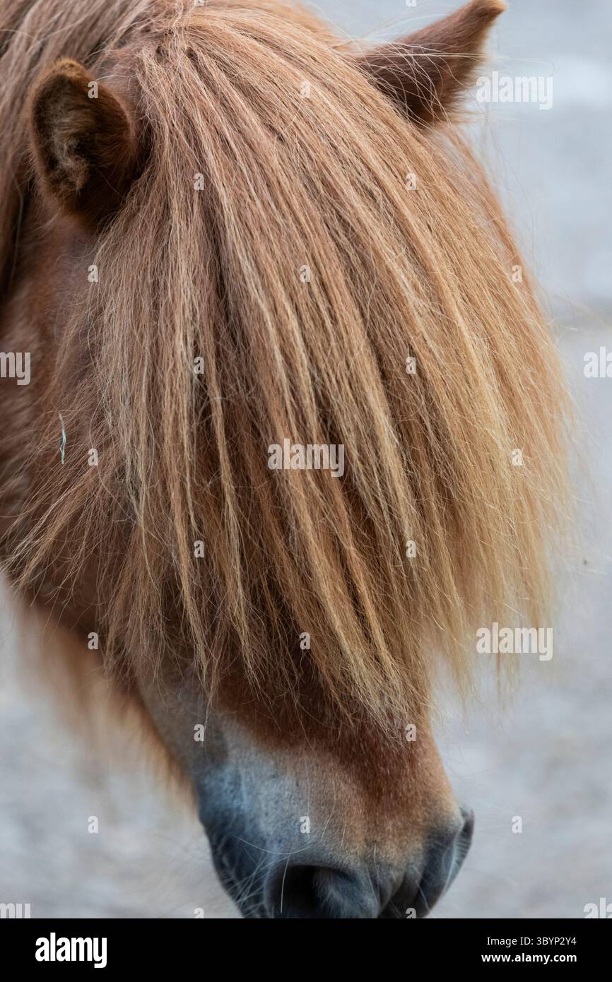 People friendly Shetland pony at Duckling Barn Camping, St Briavels ...