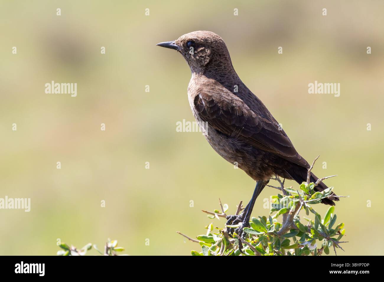 Ant-eating Chat (Myrmecocichla formicivora) perched, Addo Elephant ...