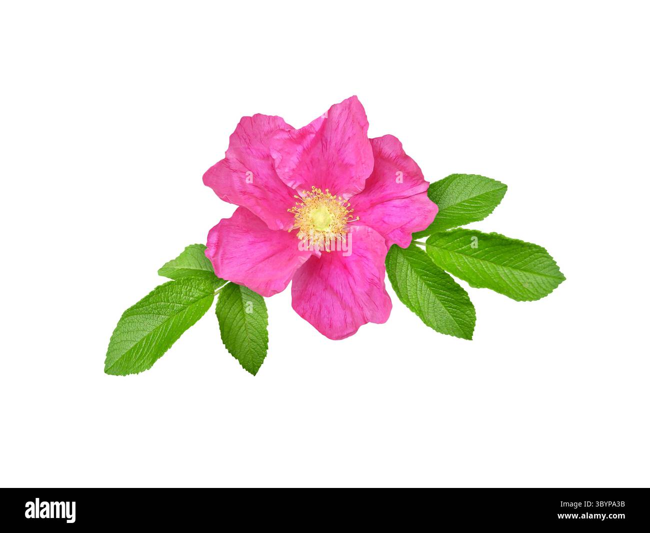 Wild natural beach on Cut Out Stock Images & Pictures - Alamy