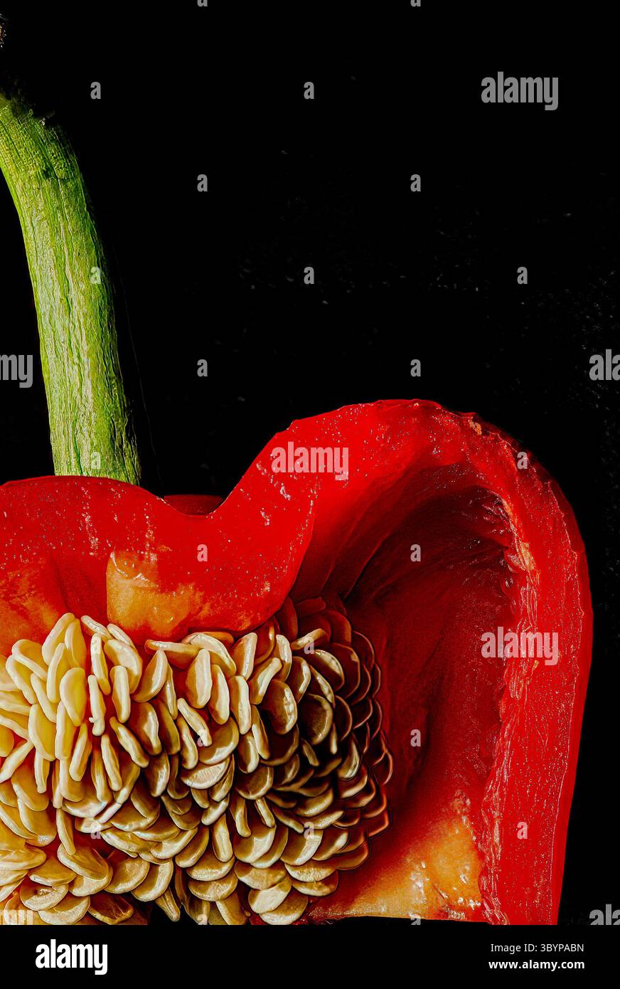 Vibrant Red Bell Pepper Close-Up with a black background: Nature's ...