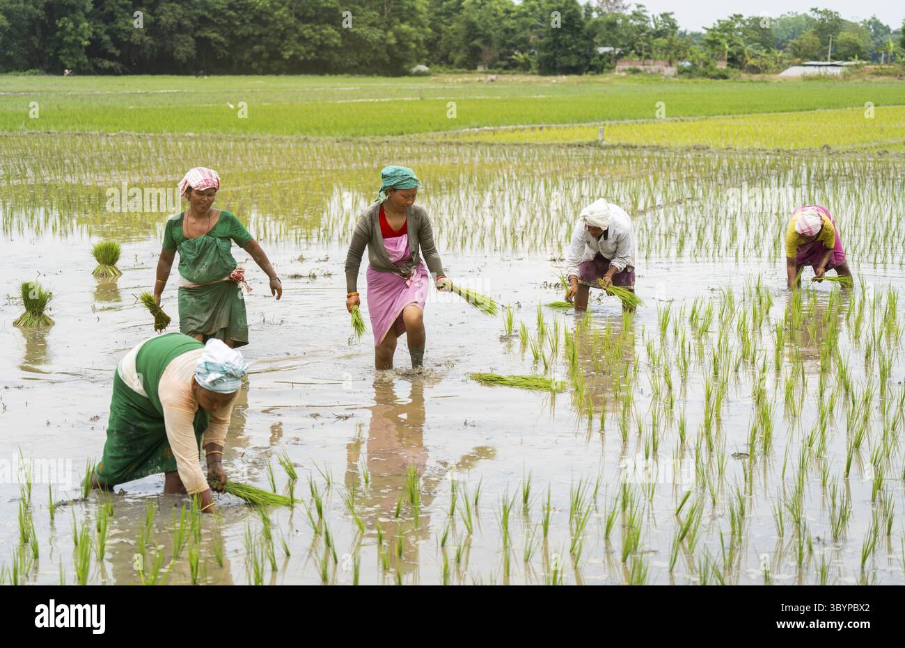 BAKSA, INDIA- JULY 12: Tribal women transplant rice seedlings in a ...