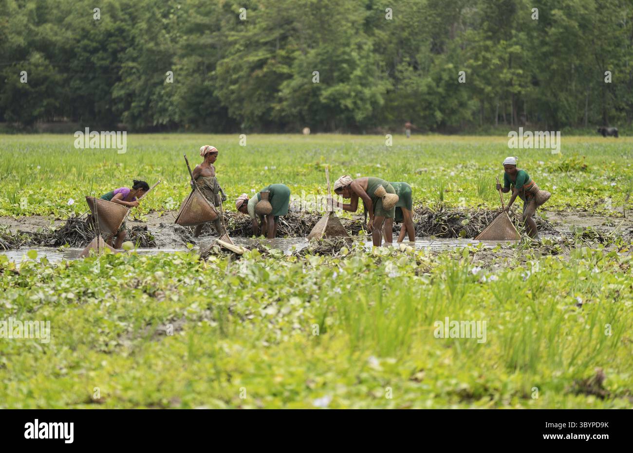 BAKSA, INDIA- JULY 12: Tribal women engage in traditional fishing using ...