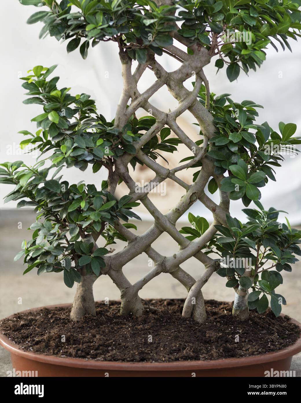 Big size Ficus bonsai ginseng retusa plant closely Stock Photo - Alamy