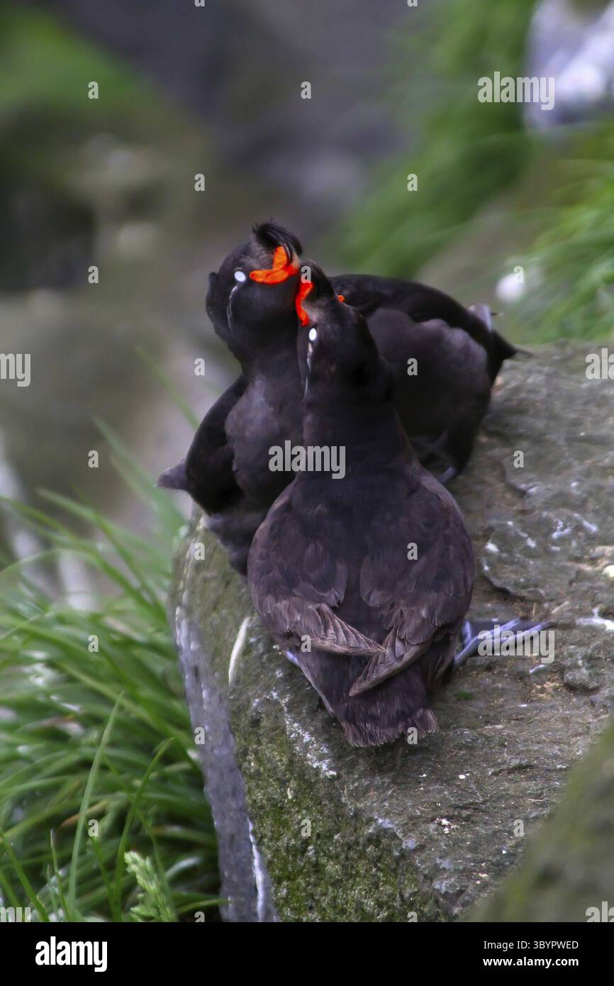 The Crested Auklet (Aethia cristatella) Commander islands Stock Photo ...