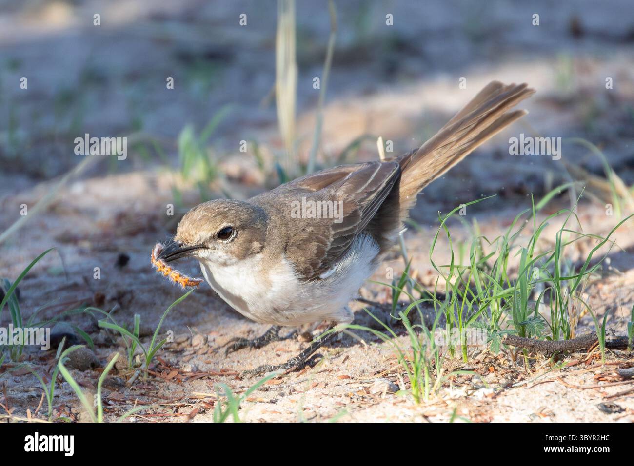 Marico Flycatcher (Bradornis mariquensis acaciae) with caterpillar prey ...
