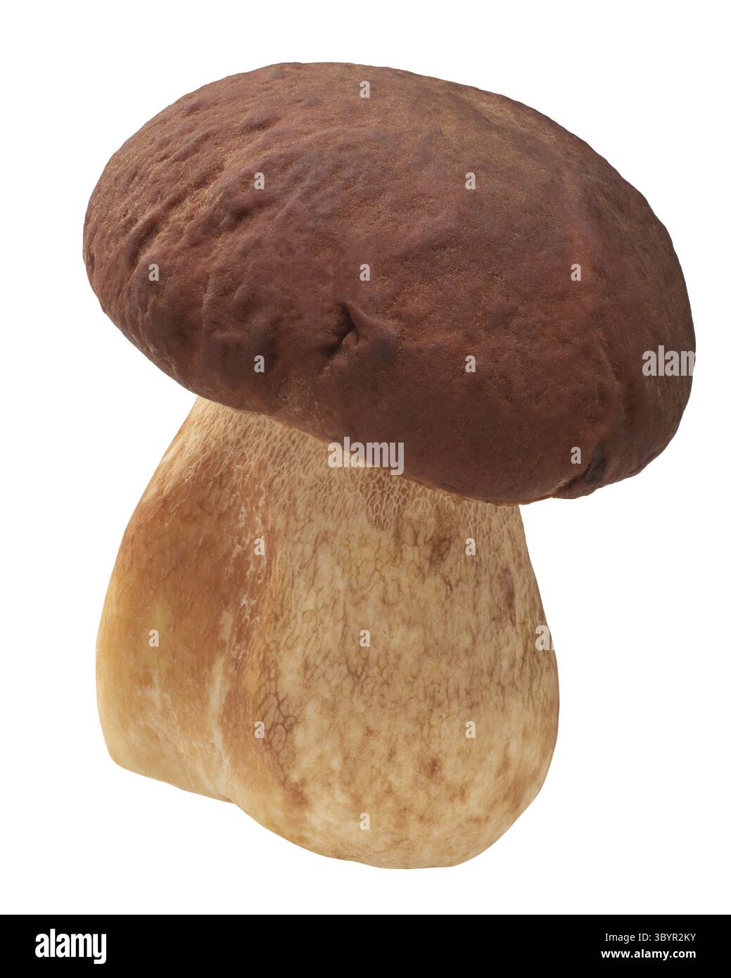 Cep or Porcino mushroom (Boletues edulis fruit body), isolated Stock ...