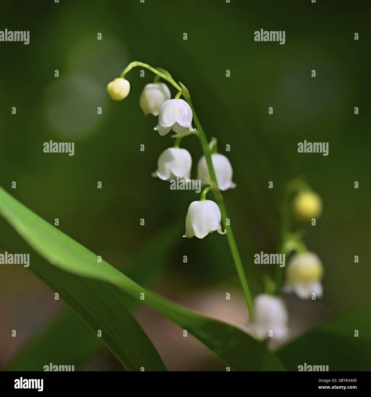 Beautiful small white flowers of spring plant. A poisonous plant with ...