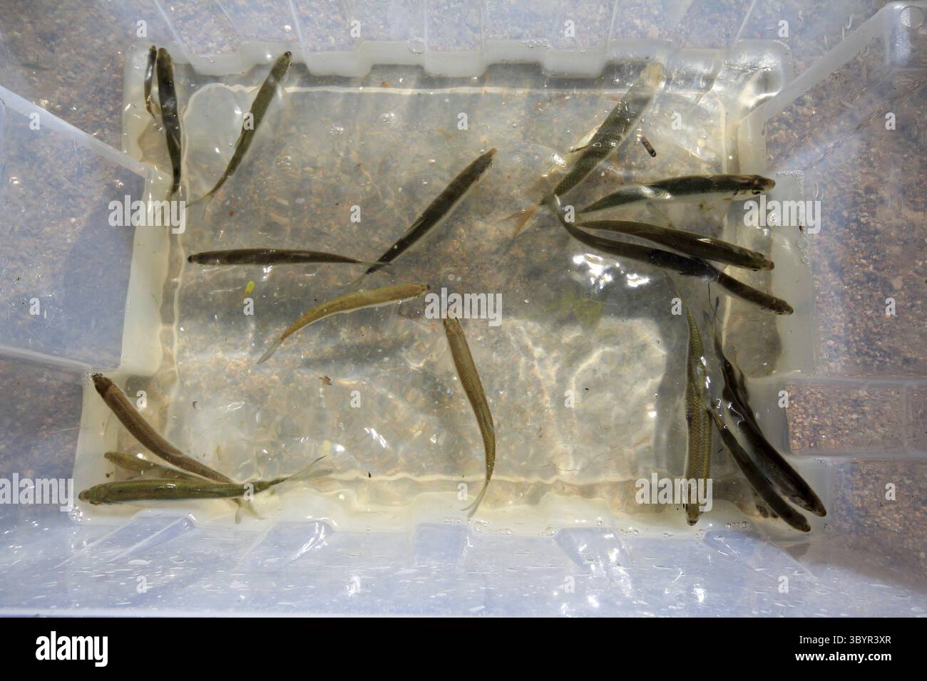 Fish catch container hi-res stock photography and images - Alamy