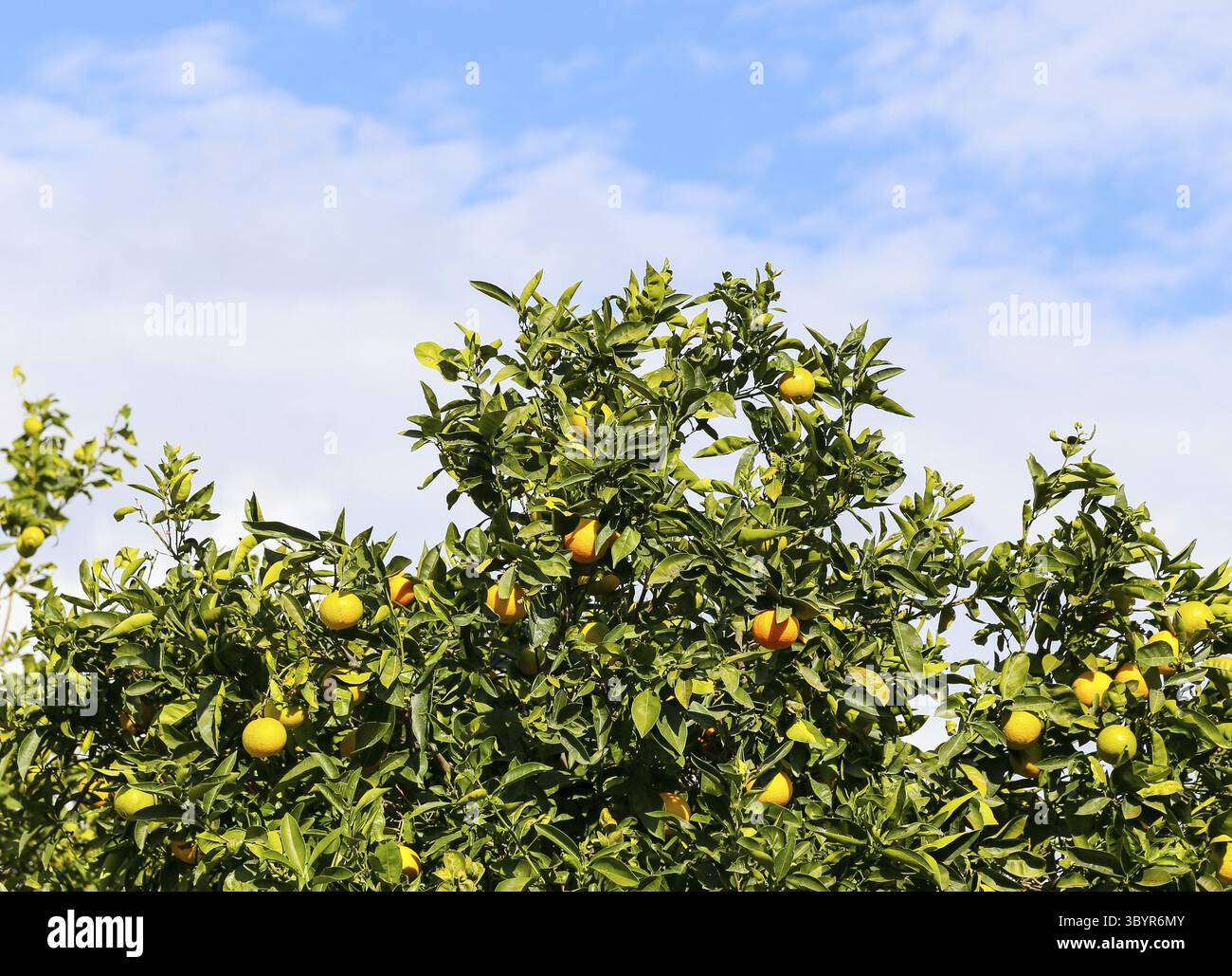 An orange tree in Greece with plenty of fruits on it, Daratsos ...