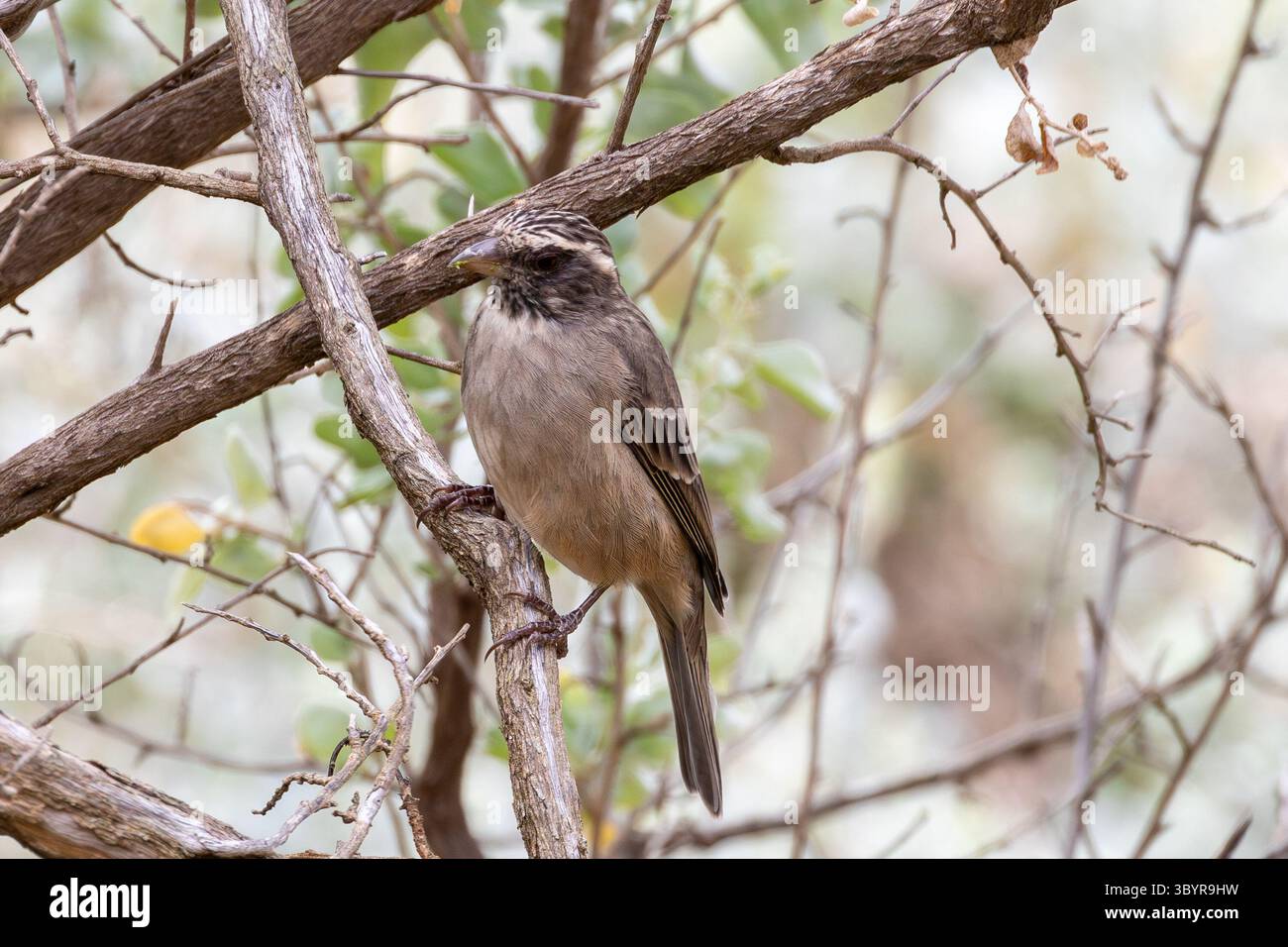 Streaky-headed Seedeater, Streaky-headed Canary (Crithagra gularis ...
