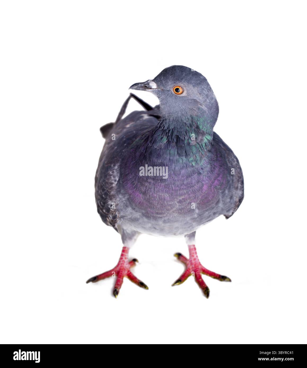 Pigeon close up on Cut Out Stock Images & Pictures - Alamy