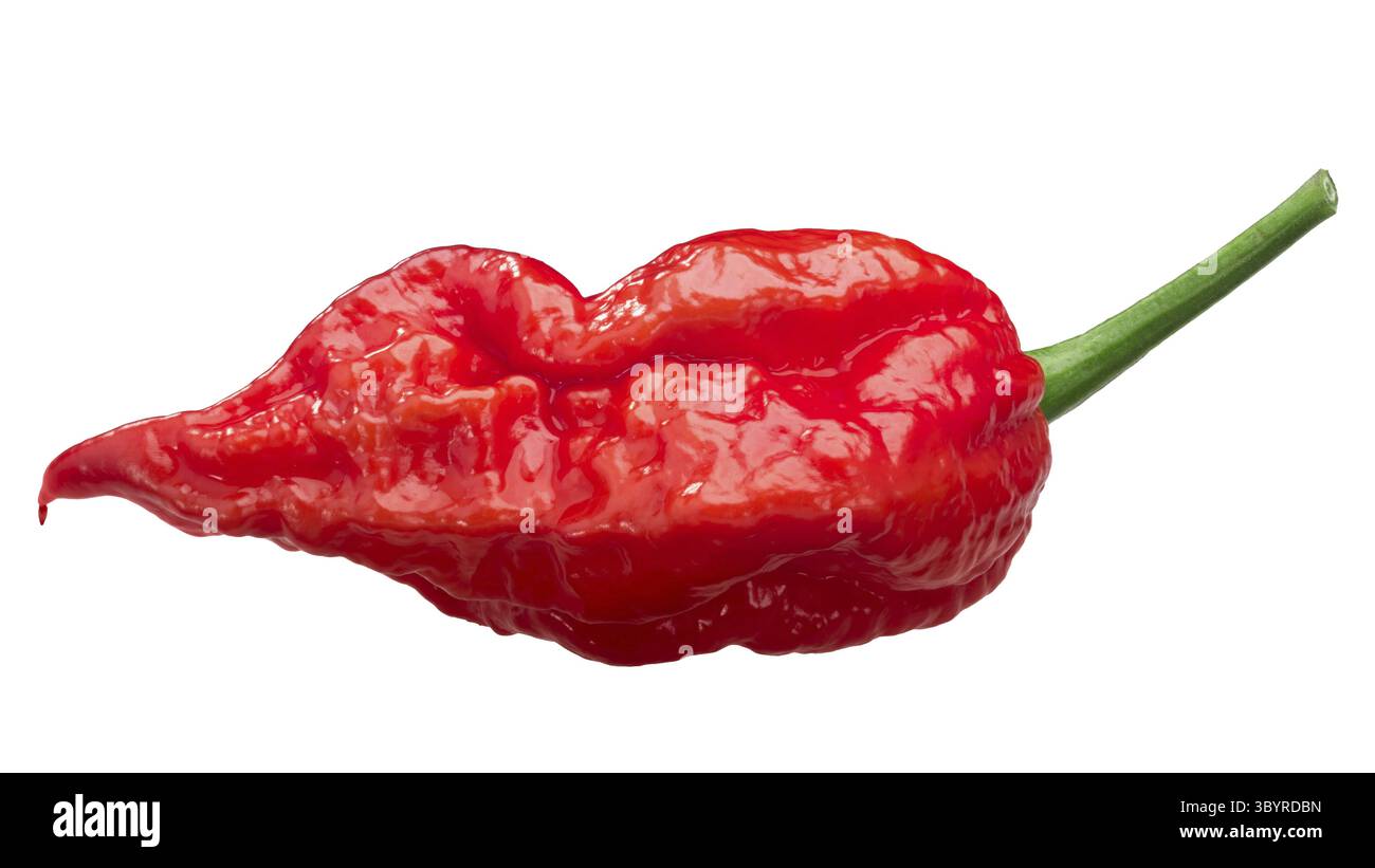 Ghost chile pepper Bhut Jolokia (Capsicum frutescens x Capsicum ...