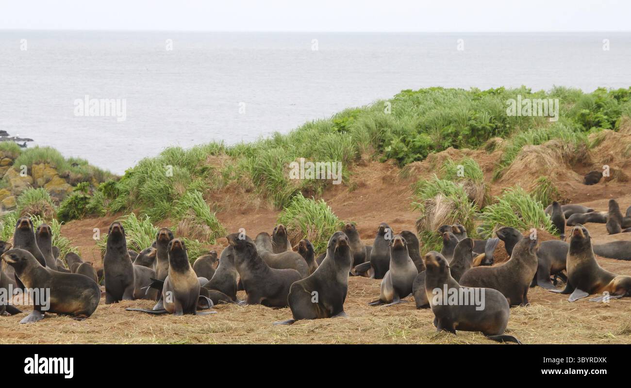 Rookery of the (Callorhinus ursinus) Sea Bears among picturesque ...
