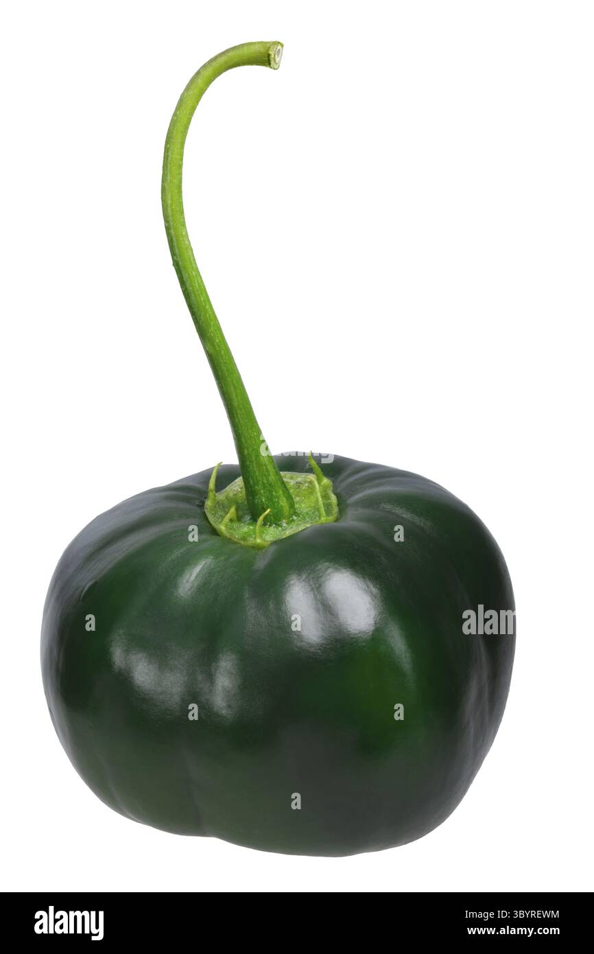 Manzano chile pepper or Rocoto (Capsicum pubescens fruit), green ...
