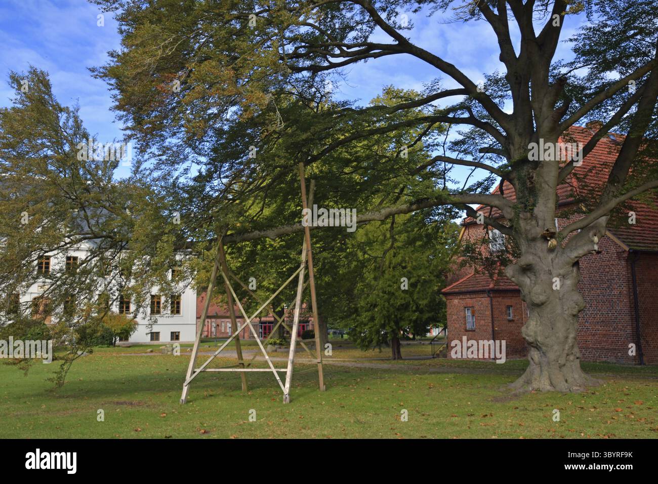 Old beech tree with fungal infestation in Dobbertin monastery park ...