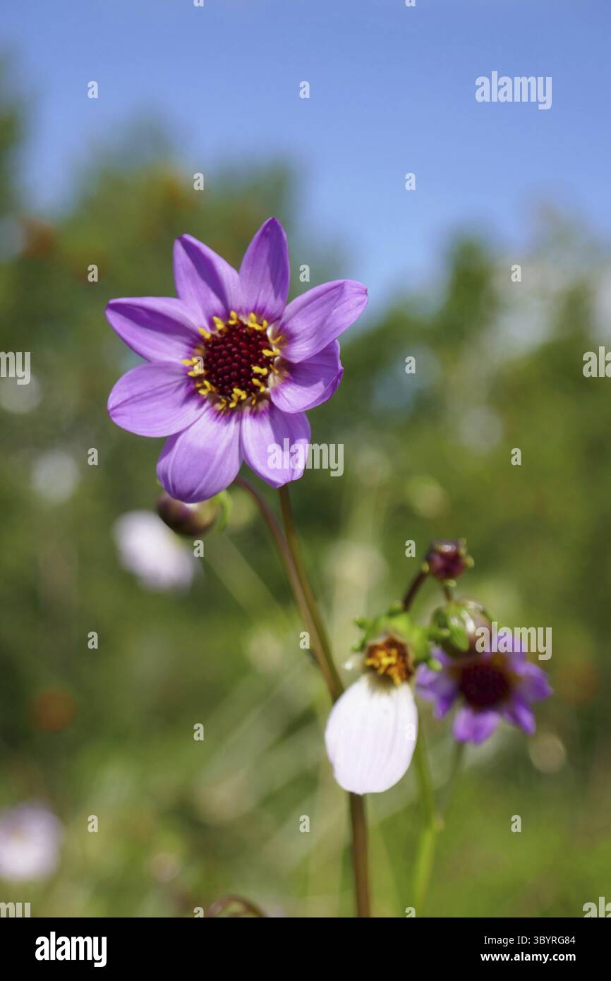 Merckii dahlia hi-res stock photography and images - Alamy