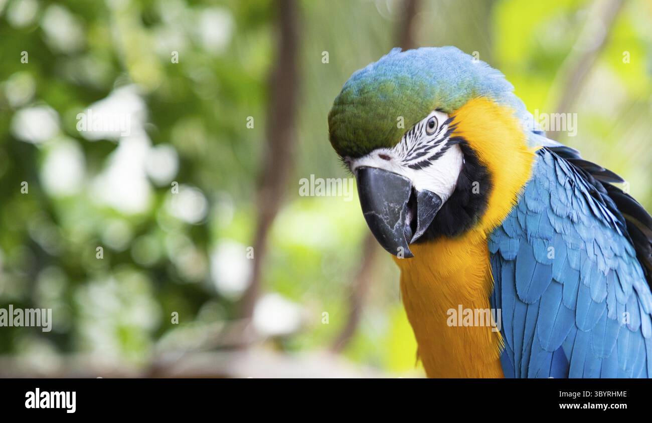 Beautiful Blue-and-Yellow Macaw in rainforest Stock Photo - Alamy