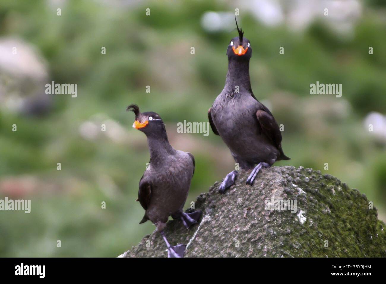 The Crested Auklet (Aethia cristatella) Commander islands Stock Photo ...