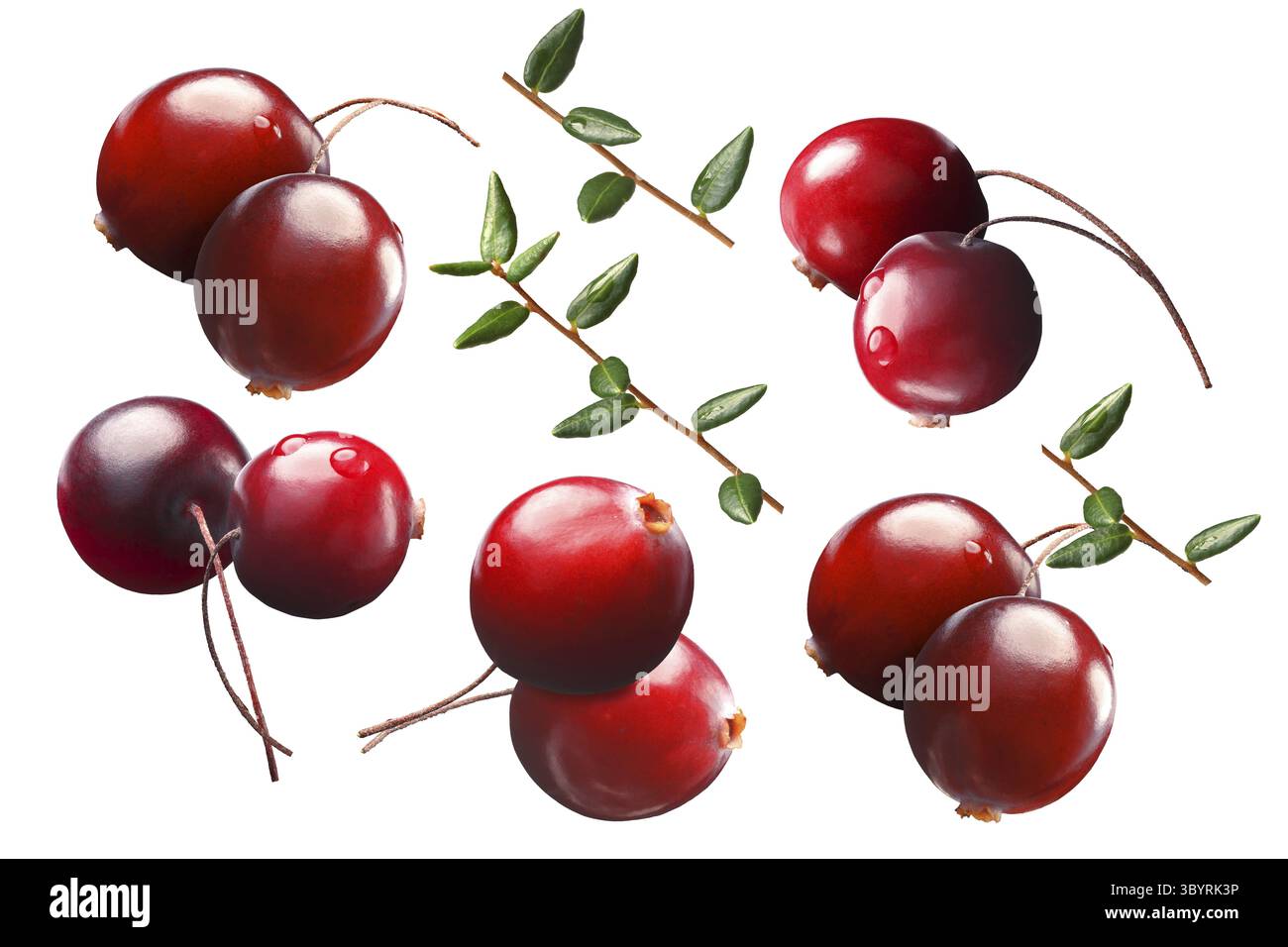 Cranberry design elements, two berries with stalks (pedicels), branches ...