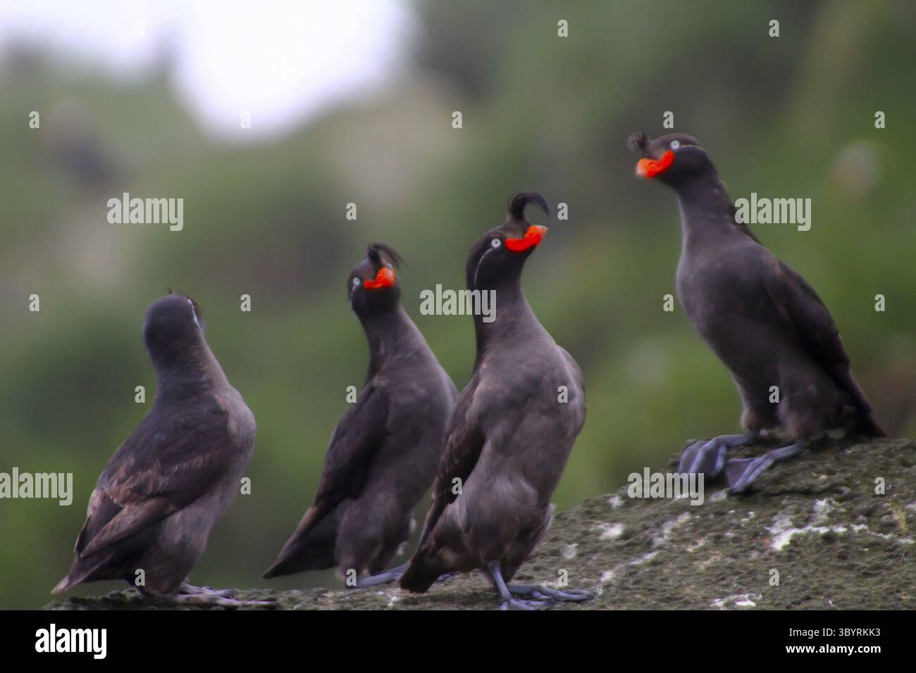 The Crested Auklet (Aethia cristatella) Commander islands Stock Photo ...