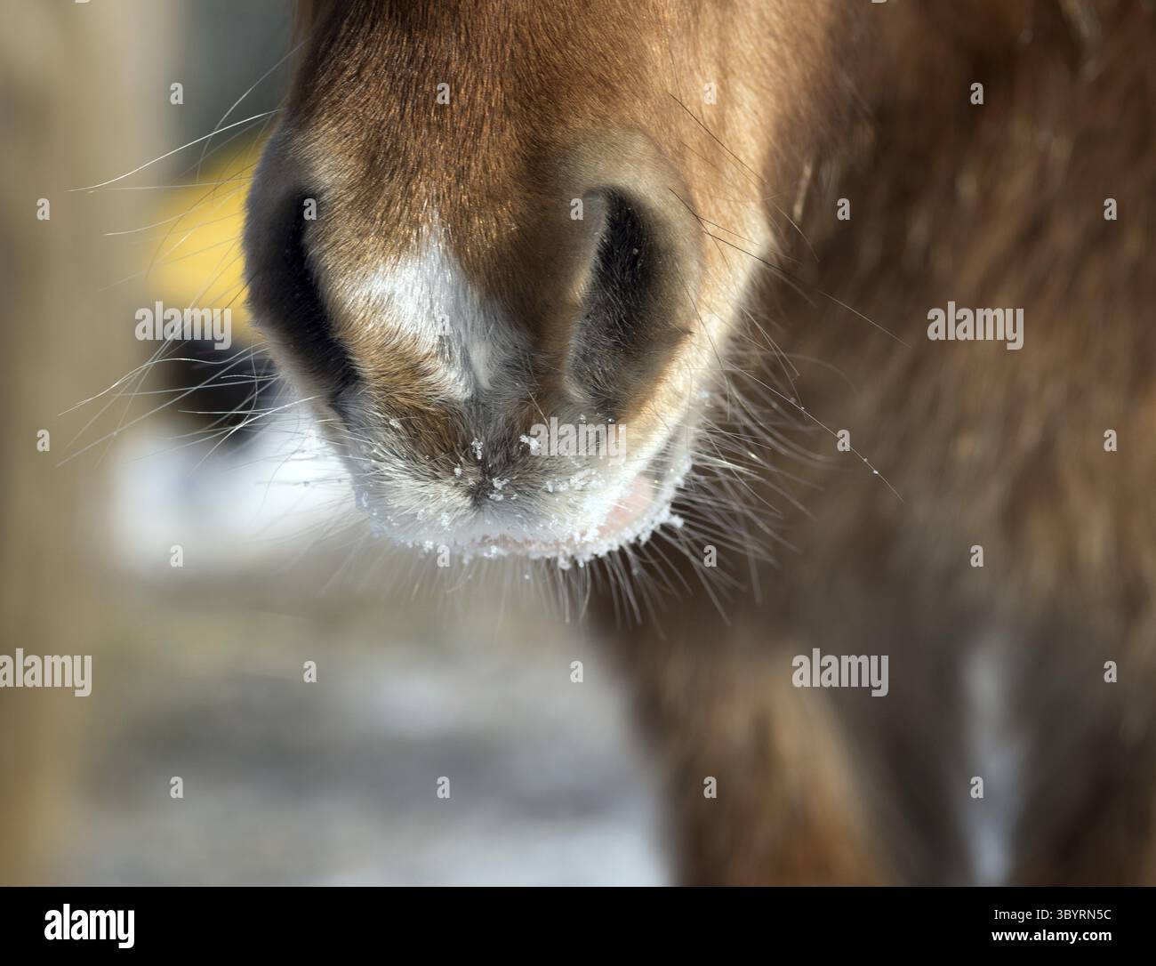 Horse snout cold winter hi-res stock photography and images - Alamy
